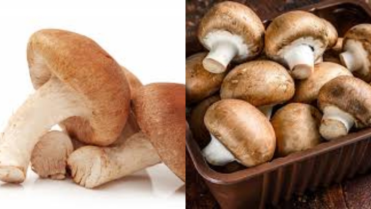 8 Manfaat Jamur bagi Kesehatan Dan Efek Sampingnya Yang Harus Kalian Tahu!