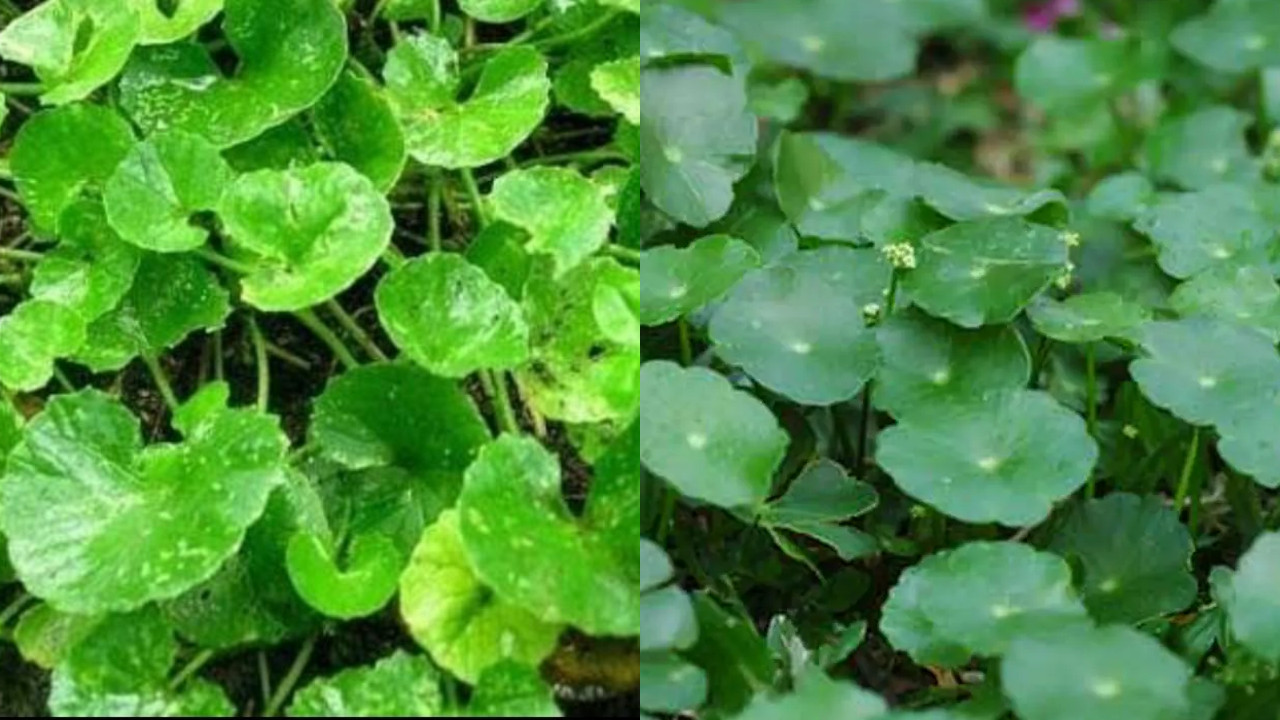 4 Manfaat Daun Pegagan Beserta Efek Sampingnya Yang Wajib Anda Tahu!