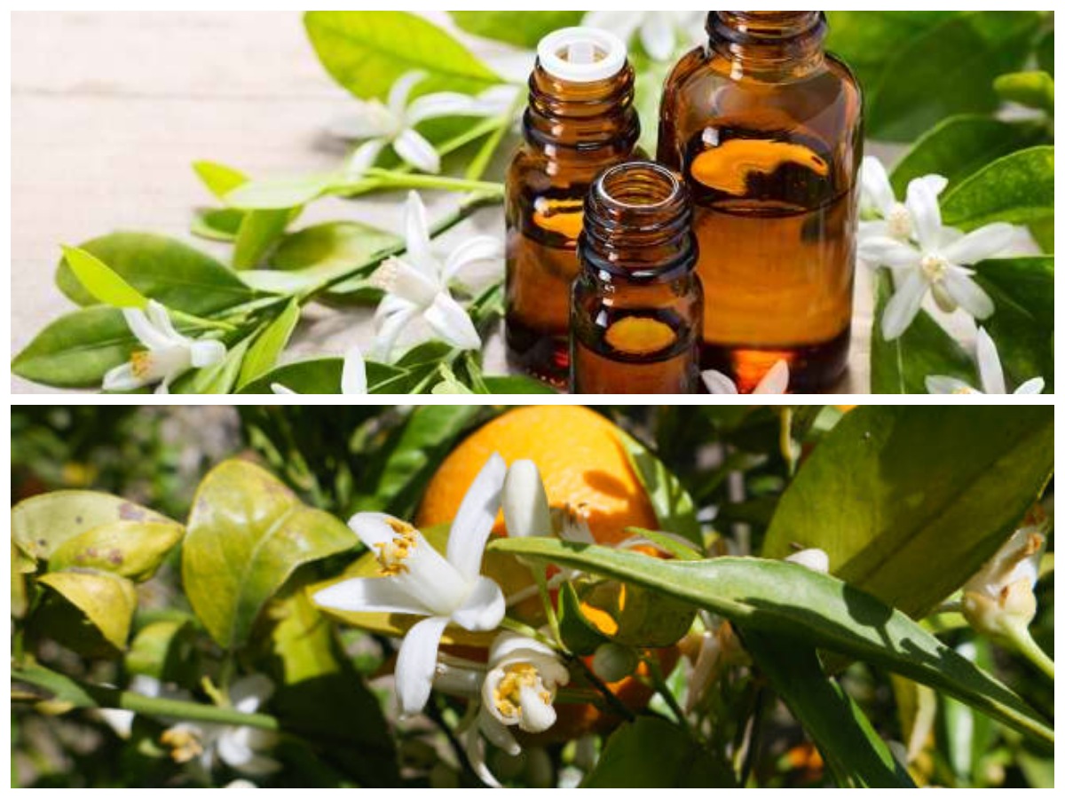 Mengenal Neroli Oil, Ekstrak Bunga Jeruk Citrus Aurantium yang Baik ...