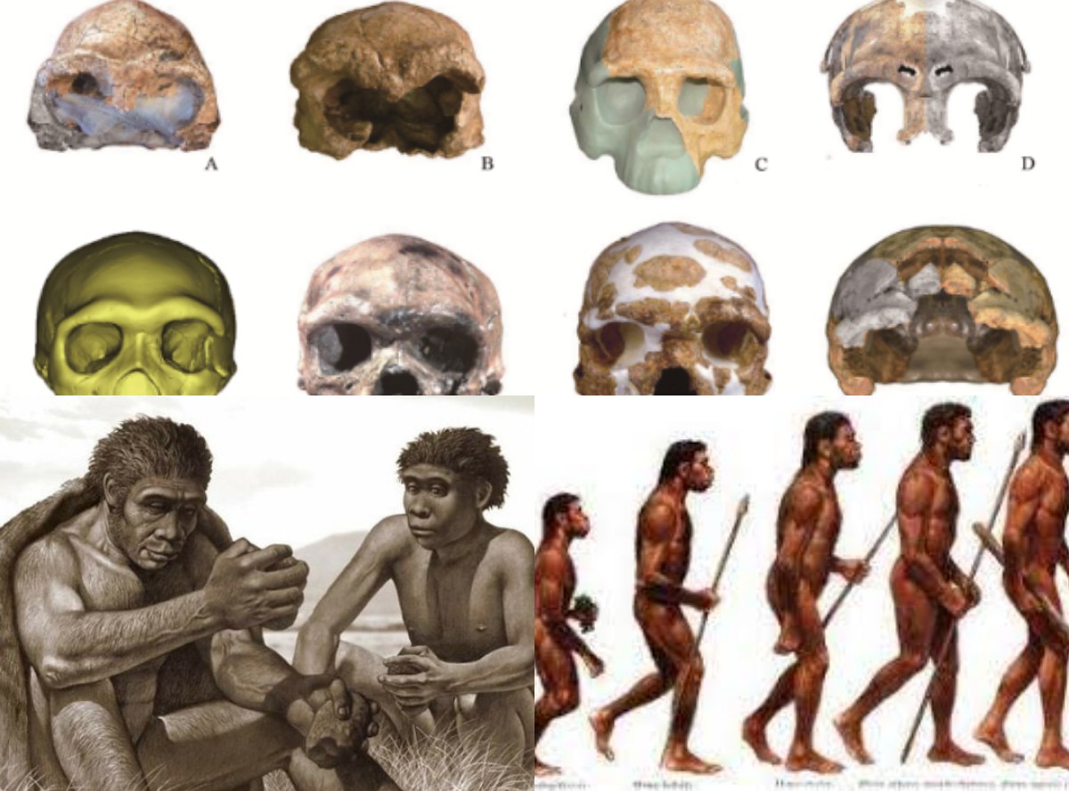 Menelusuri Sejarah Homo Erectus Soloensis: Jejak Manusia Purba dari ...