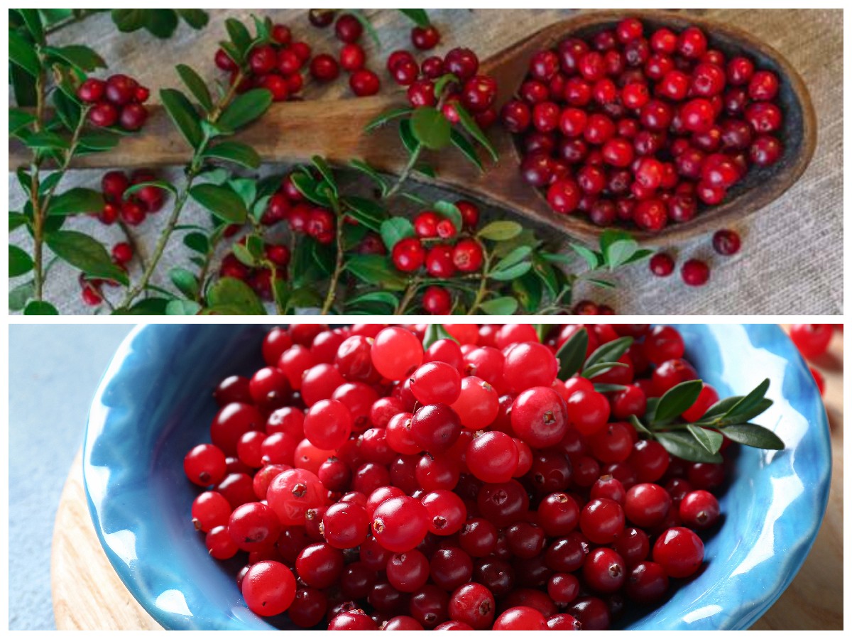 Manfaat Lingonberry untuk Kesehatan Tubuh: Buah Merah Kecil dengan ...