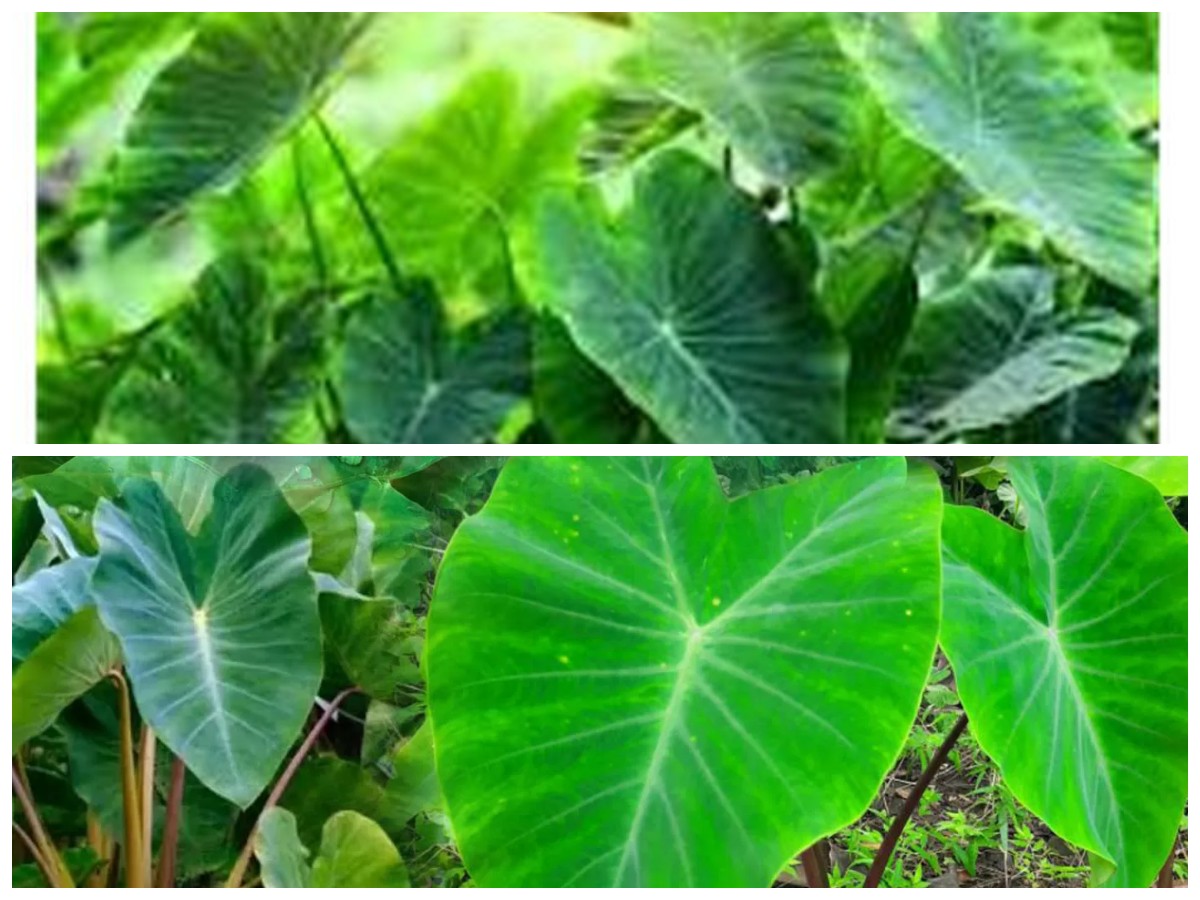 Daun Talas: Sumber Nutrisi dan Khasiatnya bagi Kesehatan Tubuh