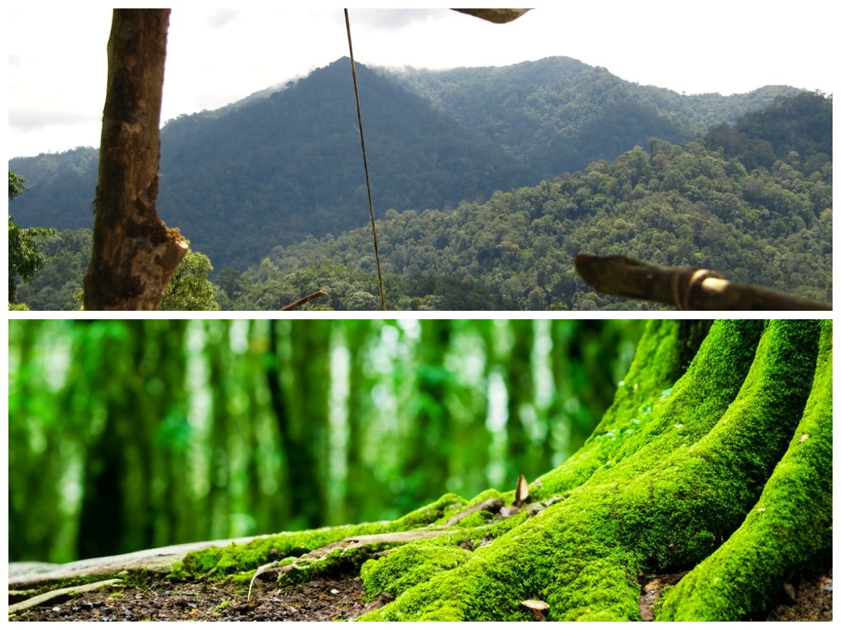 Misteri Gunung Lumut: Warisan Suci dan Pesona Alam Kalimantan yang Memikat
