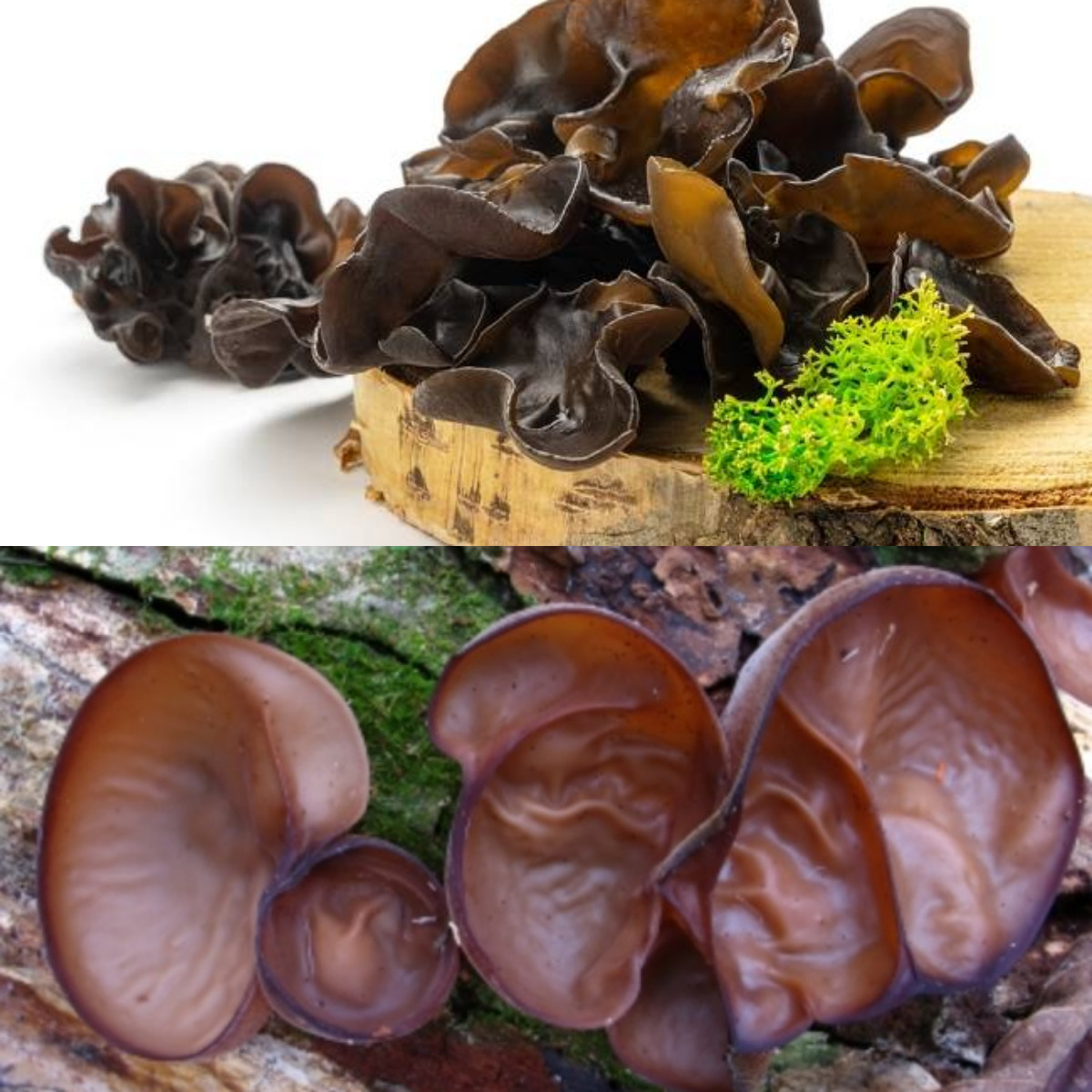 Kamu Perlu Tahu! Inilah Manfaat Jamur Kuping Untuk Kesehatan Tubuh