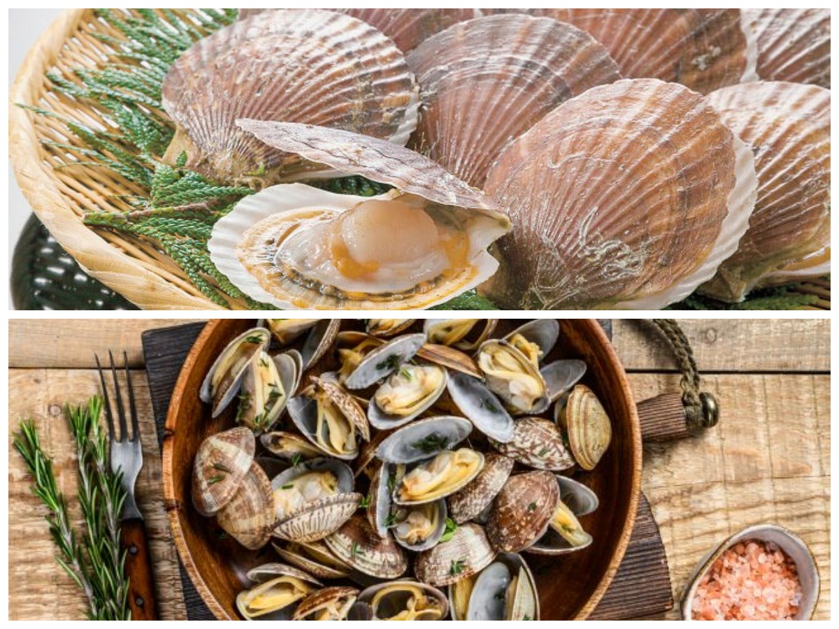 Kaya Gizi dan Lezat, Ini Dia Manfaat Kerang Simping untuk Kesehatan Tubuh!