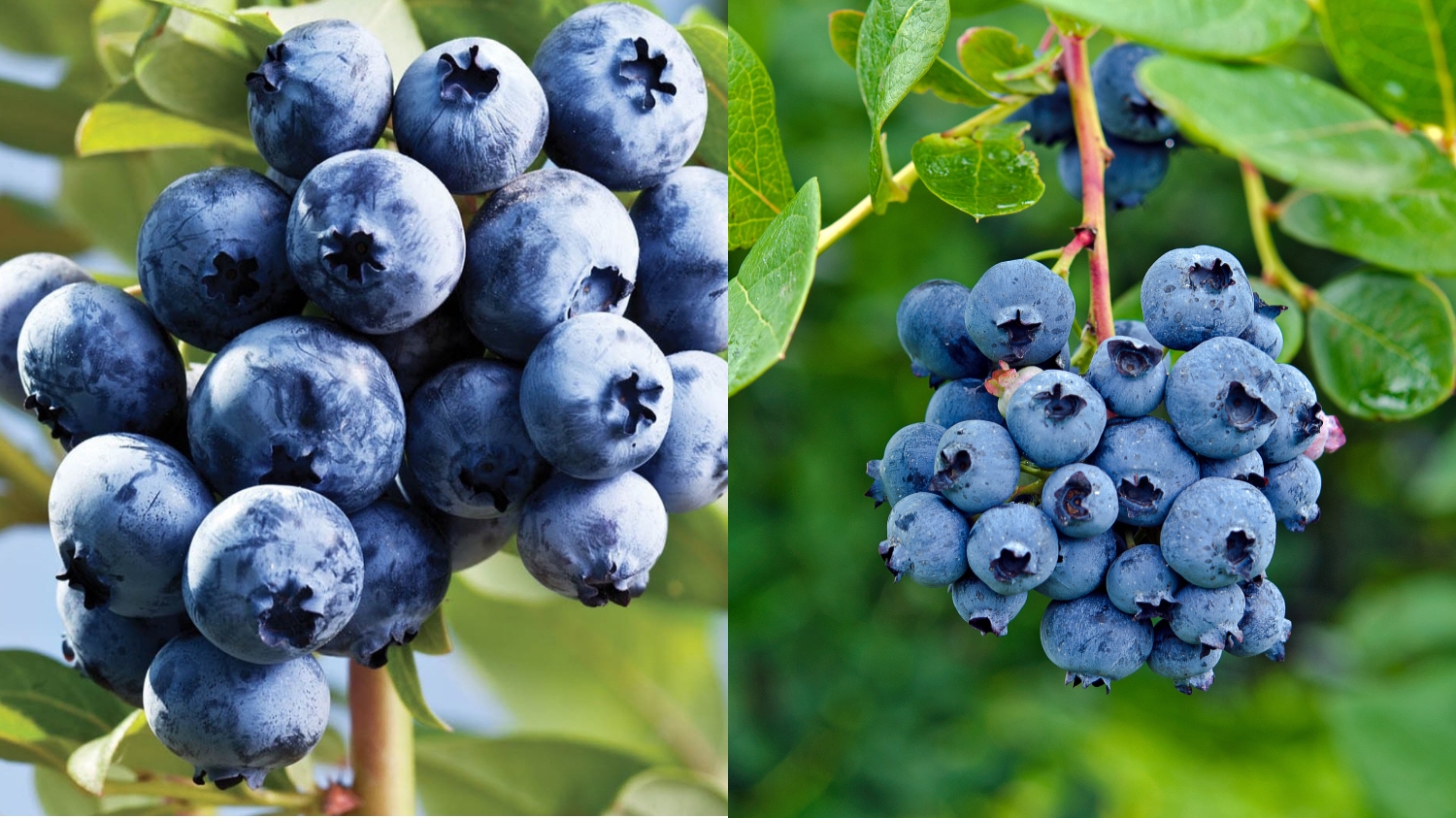 Manfaat Dan Kandungan Gizi Dari Buah Blueberry Yang Wajib Kalian Tau ...