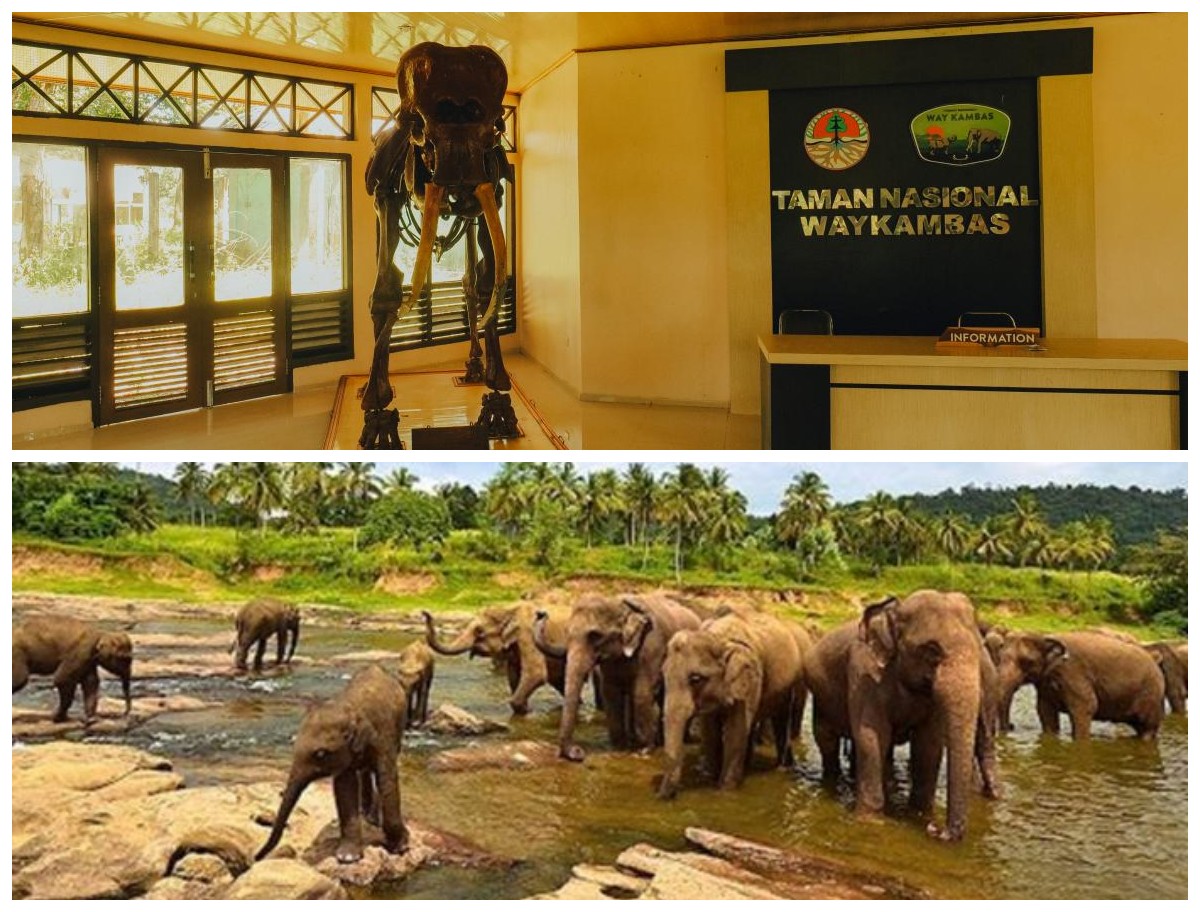 Museum Way Kambas: Menelusuri Jejak Sejarah Konservasi Gajah dan Keanekaragaman Hayati di Lampung!