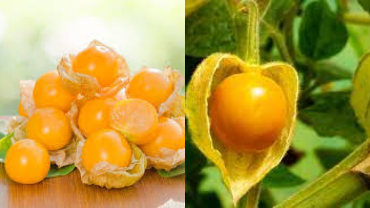 8 Manfaat Buah Ciplukan untuk Kesehatan Tubuh Wajib Kalian Tahu!