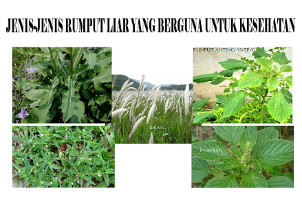 LIMA JENIS TUMBUHAN LIAR YANG MEMILIKI MANFAAT BAGI KESEHATAN