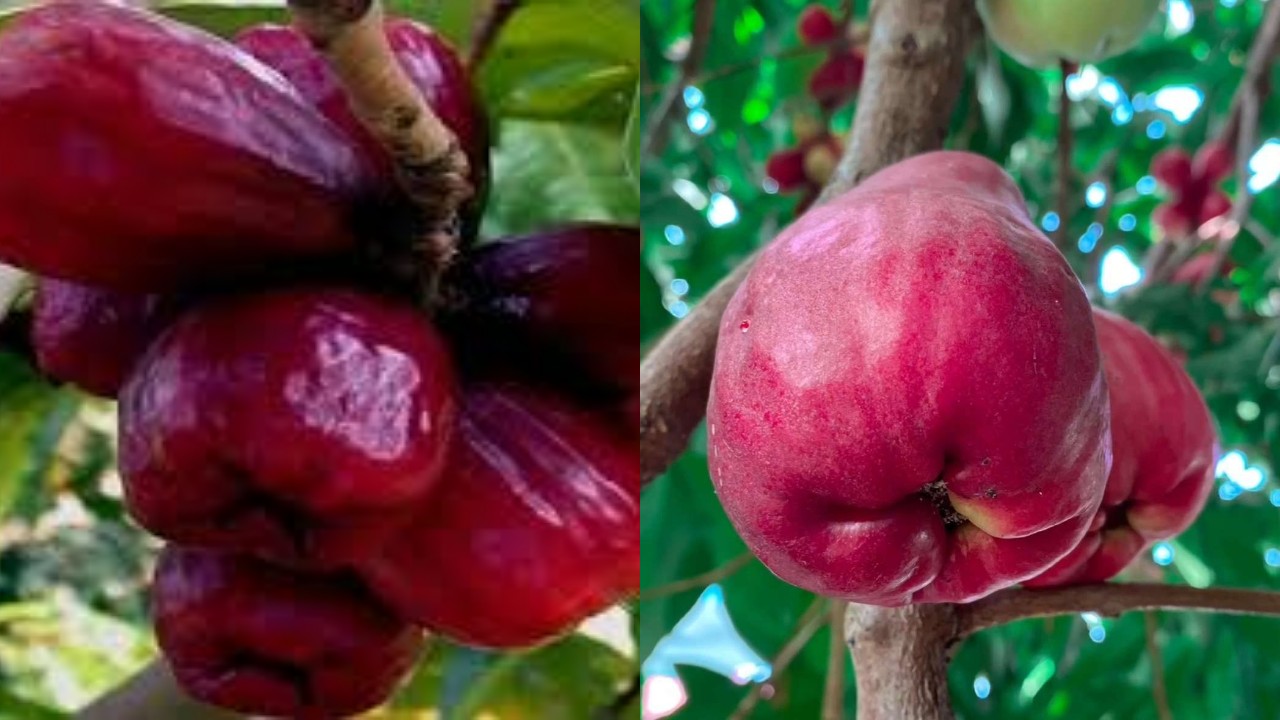 Ketahui Manfaatnya Jambu Jamaika, untuk Kesehatan Tubuh!