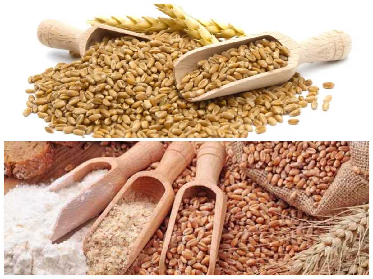 Gandum Utuh, Sahabat Diet Sehat: Tinggi Serat dan Penuh Manfaat untuk ...