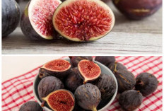 Mengenal Sosok-Sosok Penting Perumus Teks Proklamasi Kemerdekaan RI